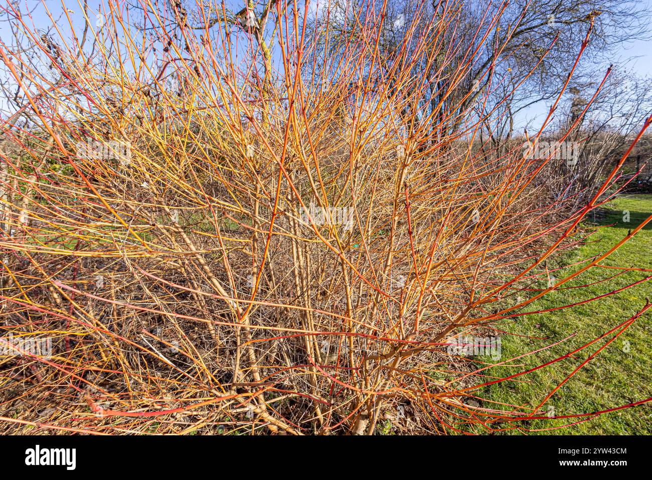 Common Dogwood (Cornus sanguinea) 'Winter Flame' Stock Photo - Alamy