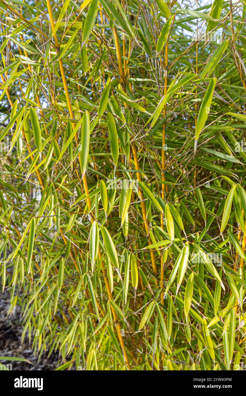 Bamboo (Fargesia robusta Stock Photo - Alamy