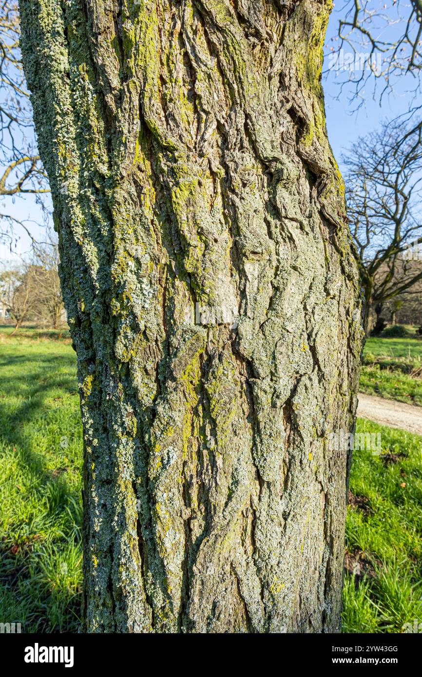 Golden rain tree (Koelreuteria paniculata) bark Stock Photo - Alamy