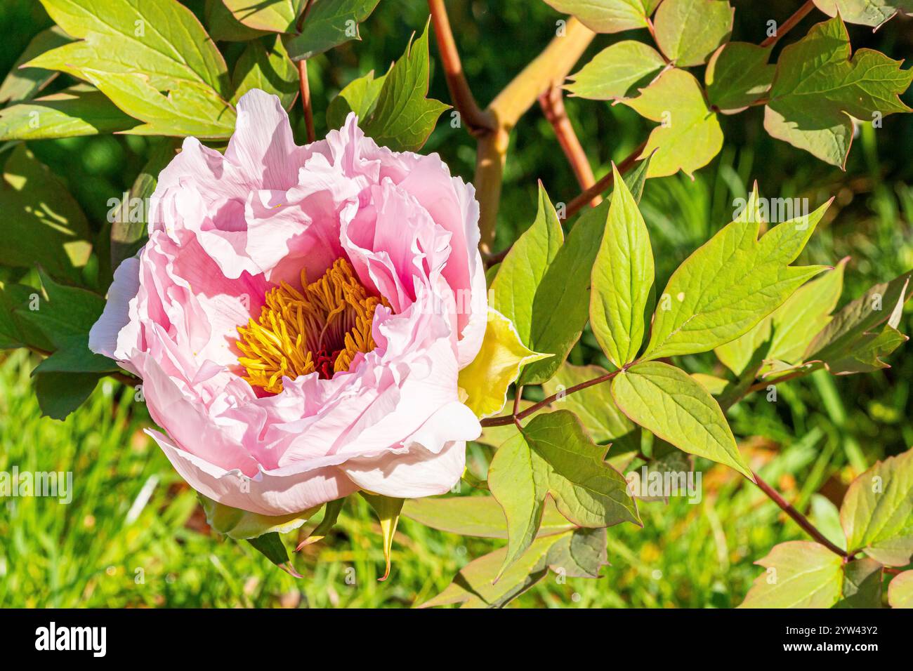 Japanese Tree peony (Paeonia suffruticosa) 'Yaezakura' Stock Photo - Alamy