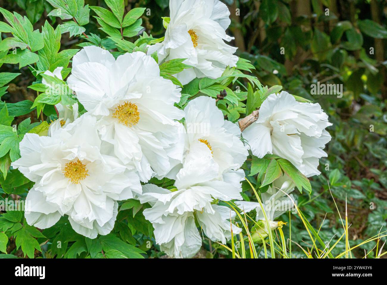 Japanese Tree peony (Paeonia suffruticosa) 'Renkaku' Stock Photo - Alamy