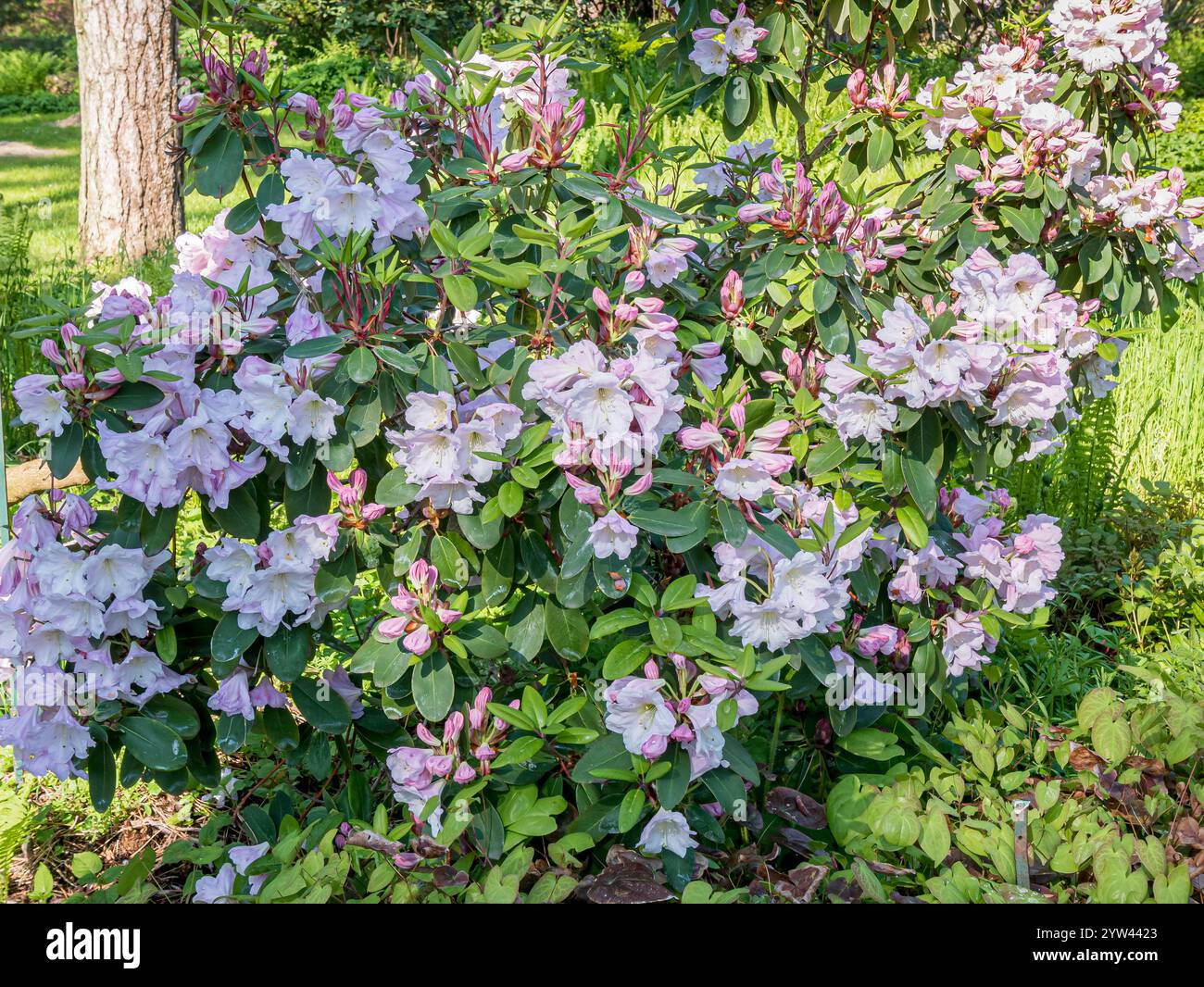 Great white rhododendron (Rhododendron decorum Stock Photo - Alamy