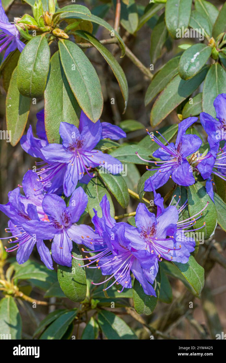 Blue rhododendron (Rhododendron augustinii Stock Photo - Alamy