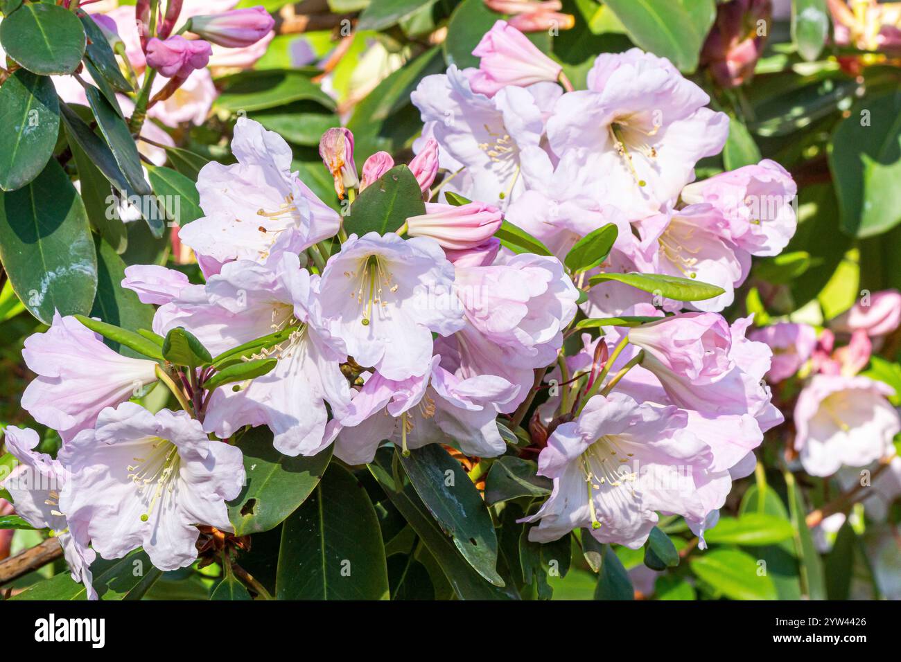 Great white rhododendron (Rhododendron decorum Stock Photo - Alamy