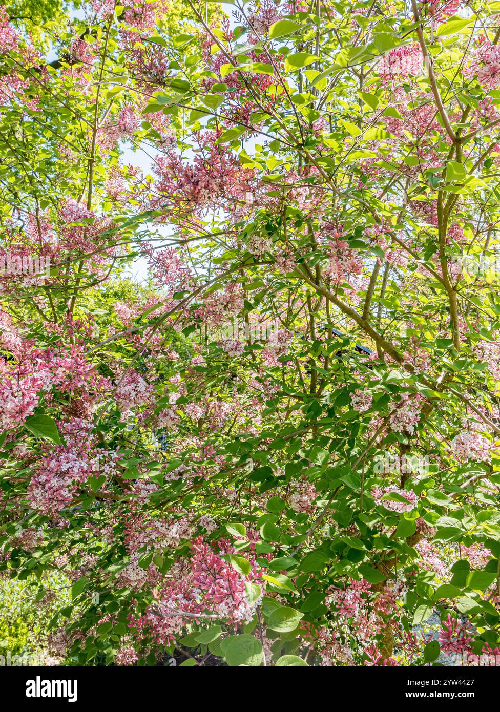 Littleleaf Lilac (Syringa microphylla) 'Superba' Stock Photo - Alamy