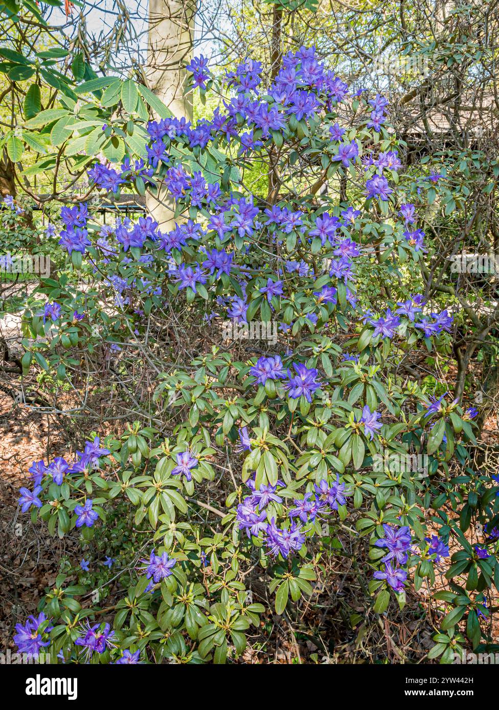 Blue rhododendron (Rhododendron augustinii Stock Photo - Alamy