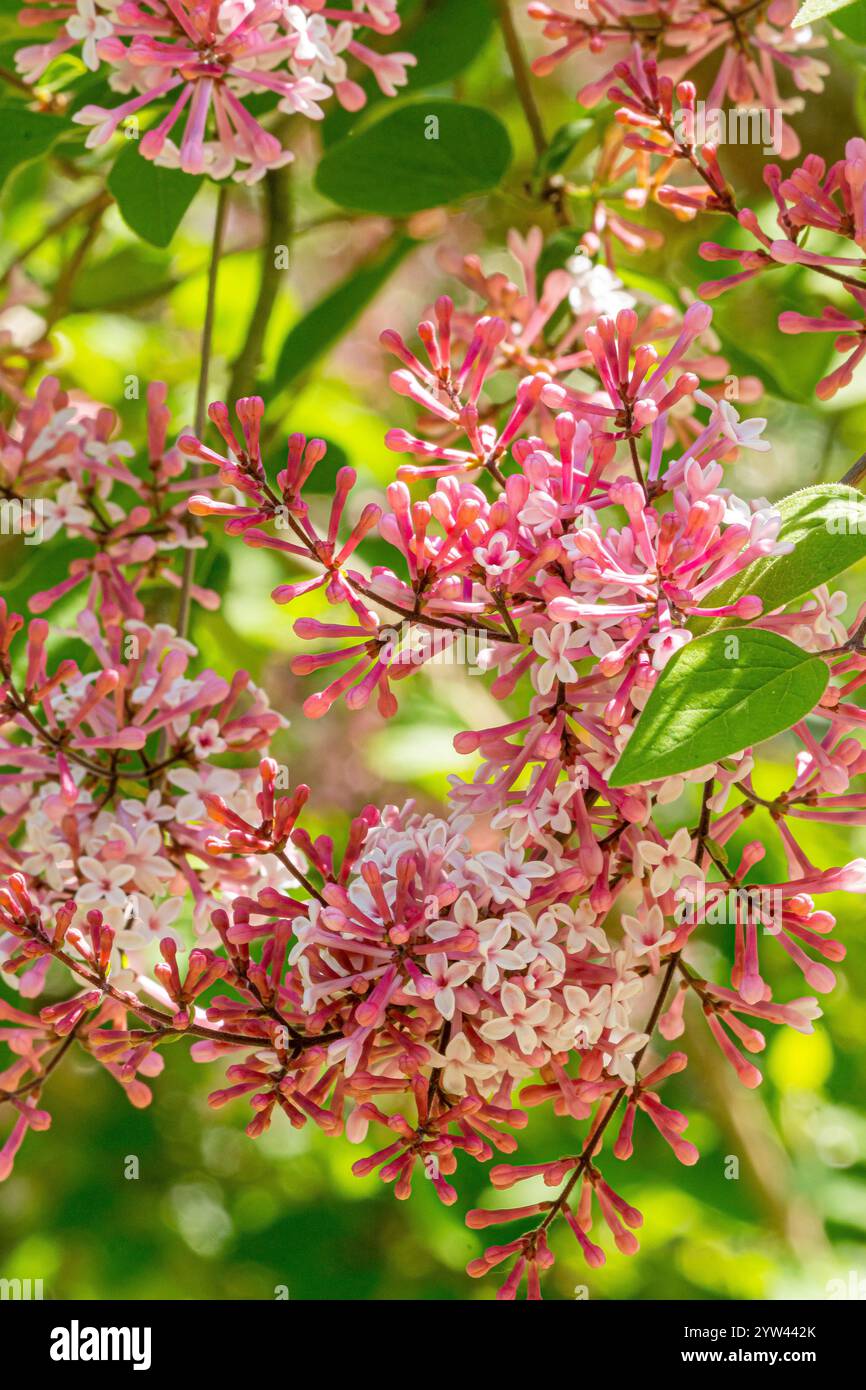 Littleleaf Lilac (Syringa microphylla) 'Superba' Stock Photo - Alamy