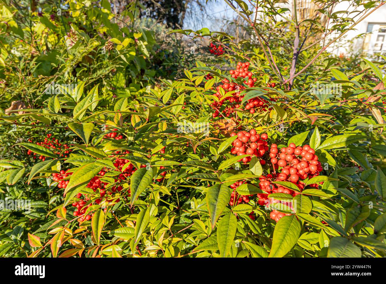 Sacred bamboo (Nandina domestica) 'Richmond' Stock Photo - Alamy