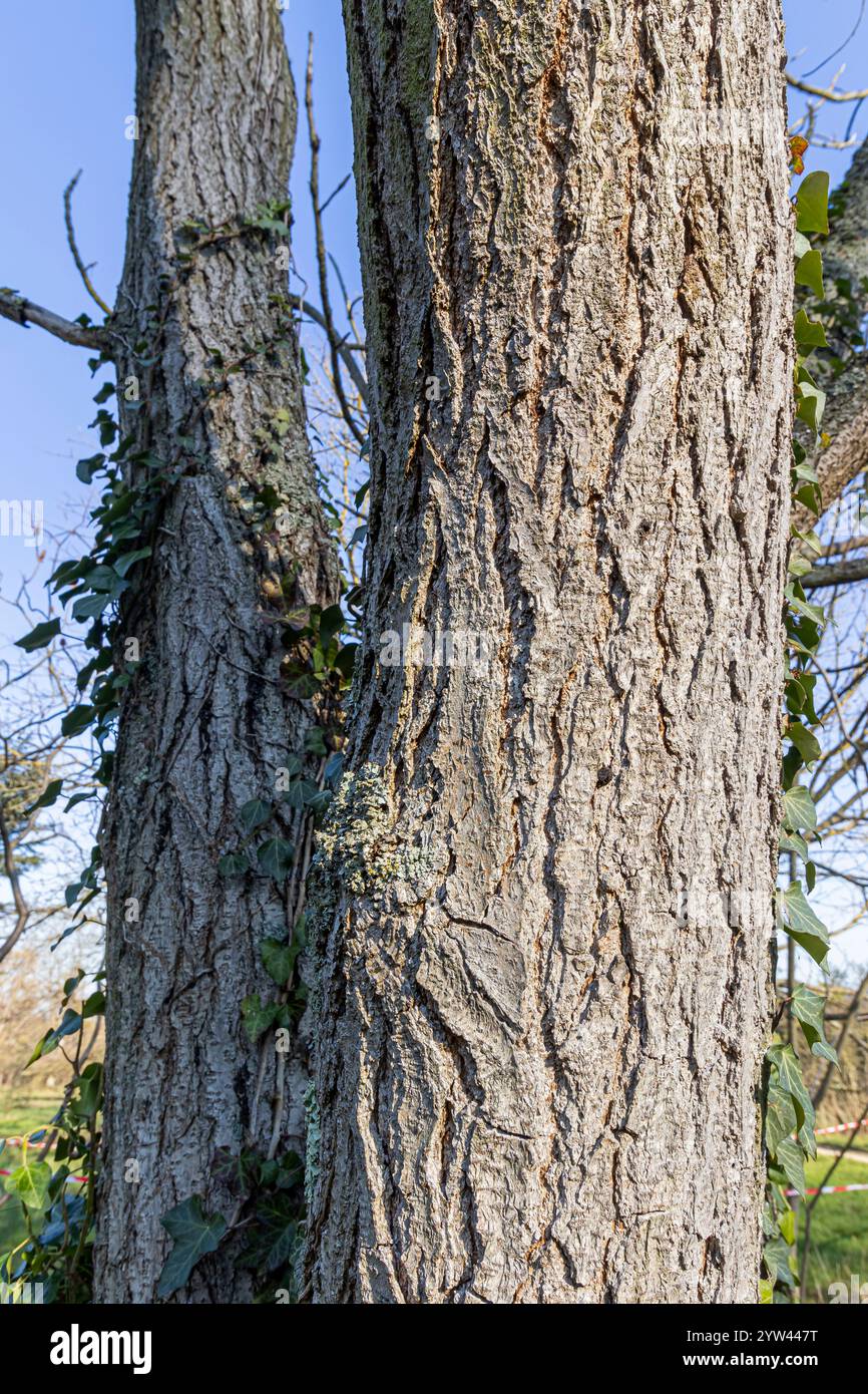 Varnish Tree (Toxicodendron vernicifluum) trunk Stock Photo - Alamy