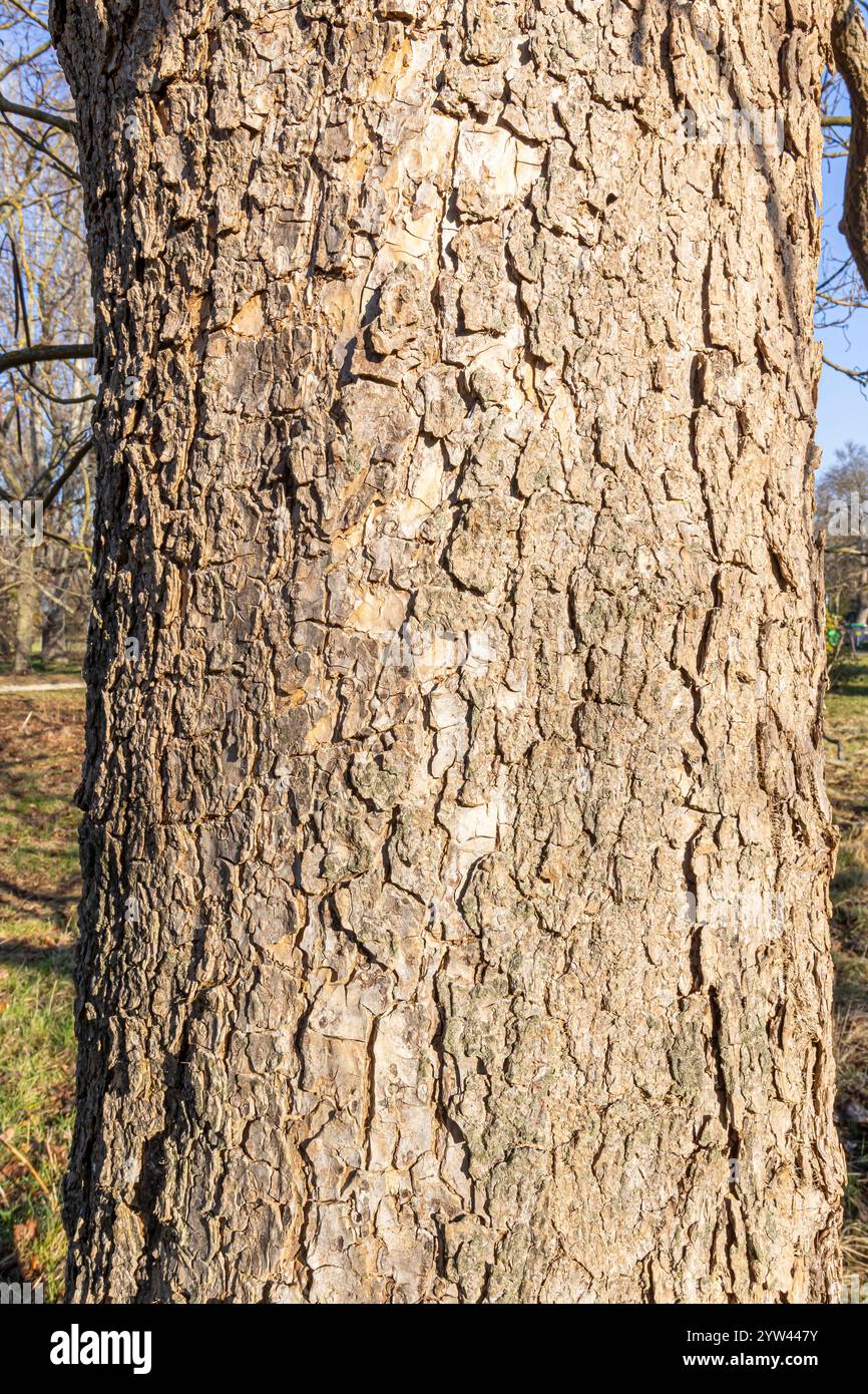 Indian Bean (Catalpa bignonioides) bark Stock Photo - Alamy