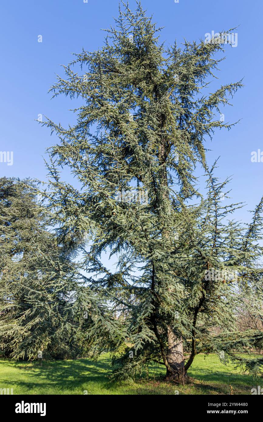 Cedar of Lebanon (Cedrus libani Stock Photo - Alamy