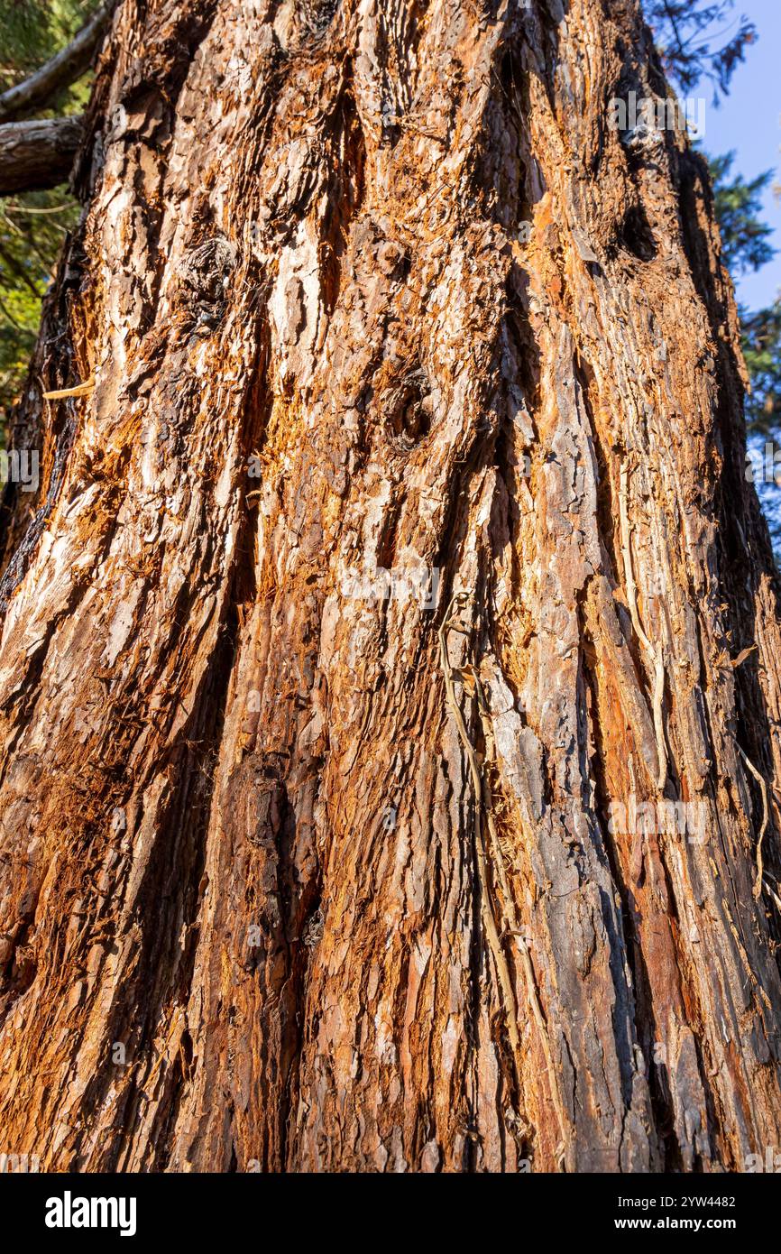 Giant sequoia (Sequoiadendron giganteum) bark Stock Photo - Alamy