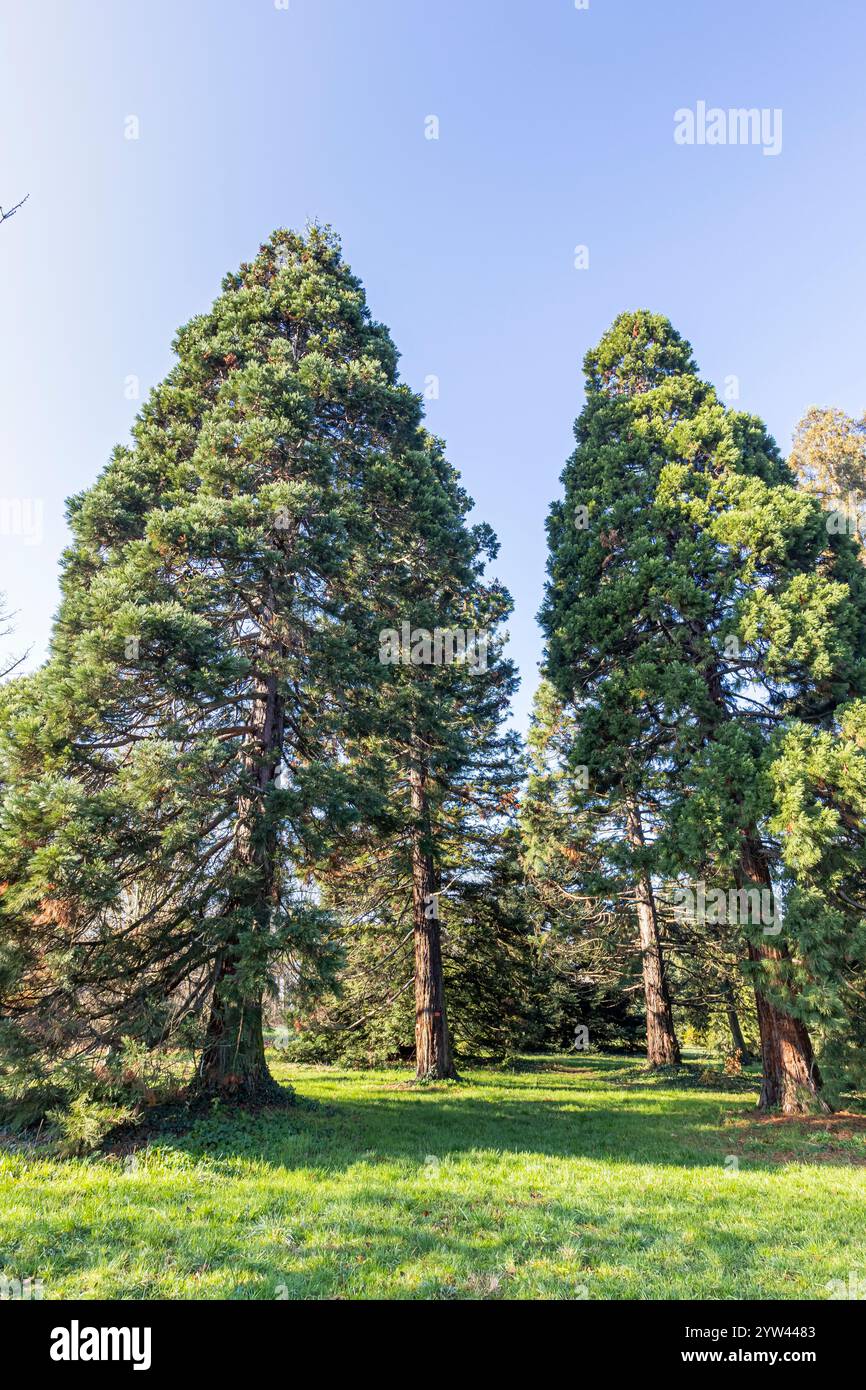 Giant sequoia (Sequoiadendron giganteum Stock Photo - Alamy