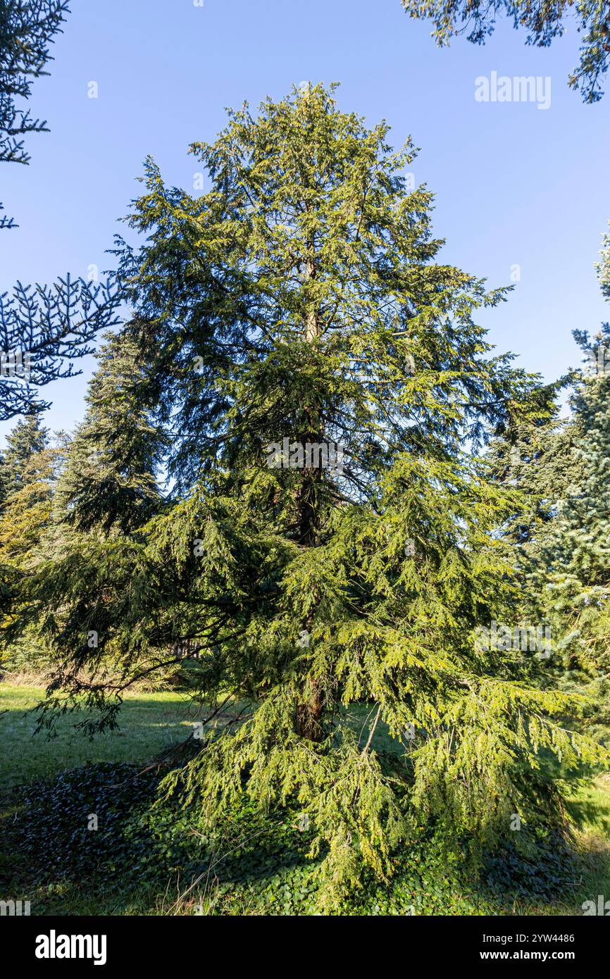 Canada hemlock (Tsuga canadensis Stock Photo - Alamy