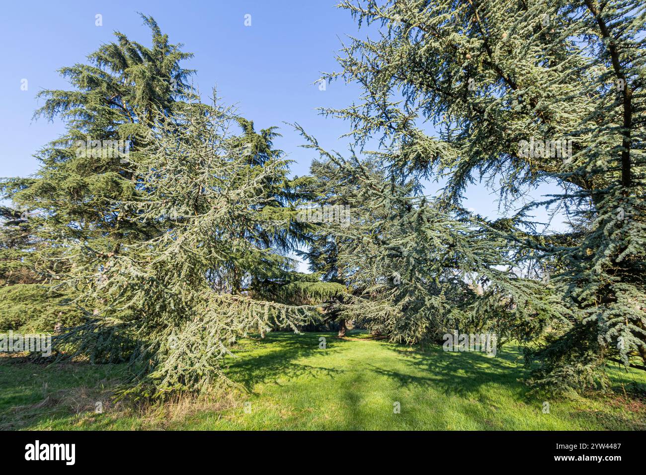 Cedar of Lebanon (Cedrus libani Stock Photo - Alamy