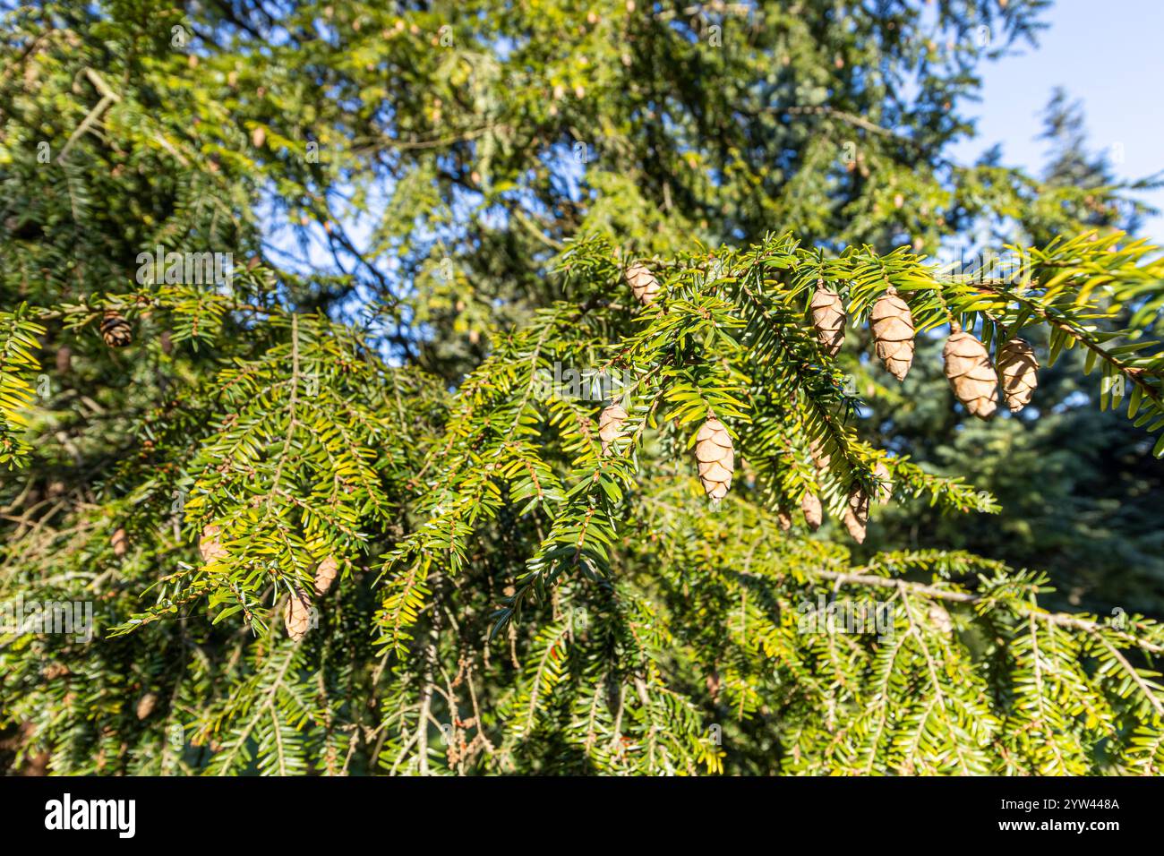 Canada hemlock (Tsuga canadensis Stock Photo - Alamy