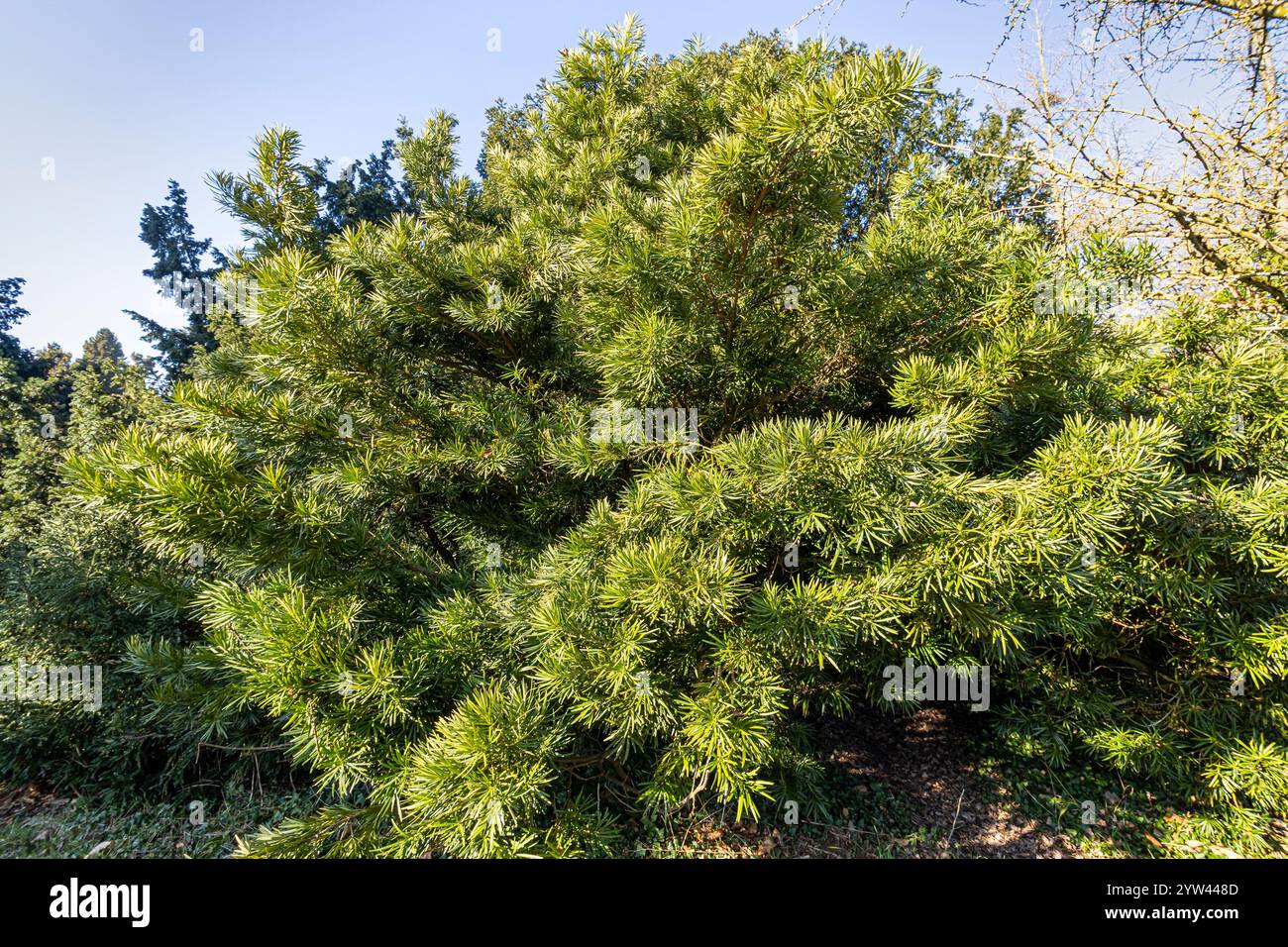 Buddhist pine (Podocarpus macrophyllus Stock Photo - Alamy
