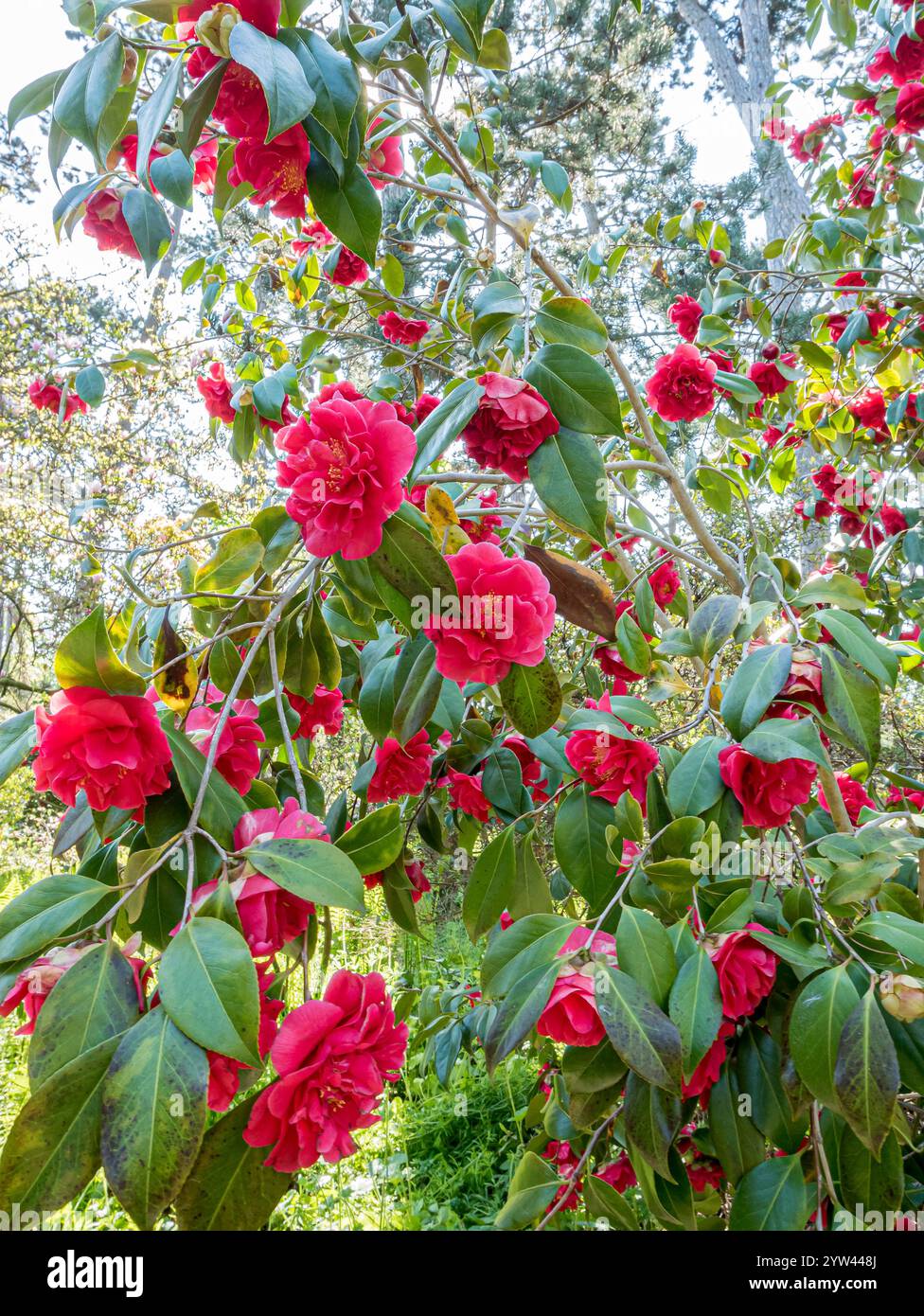 Japanese Camellia (Camellia japonica) 'Aaron's Ruby' USA 1958 Stock ...