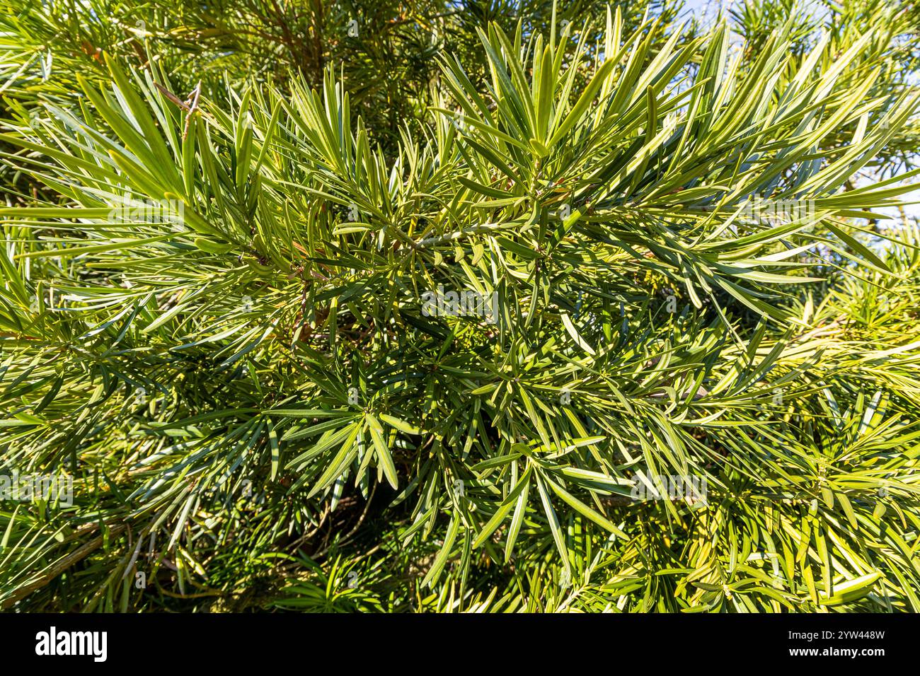Buddhist pine (Podocarpus macrophyllus Stock Photo - Alamy