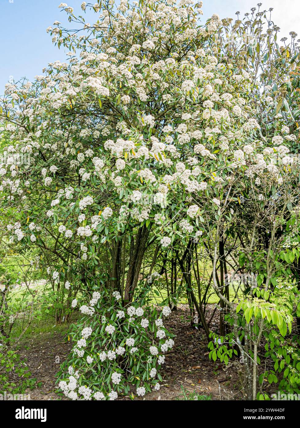Viburnum X Pragense