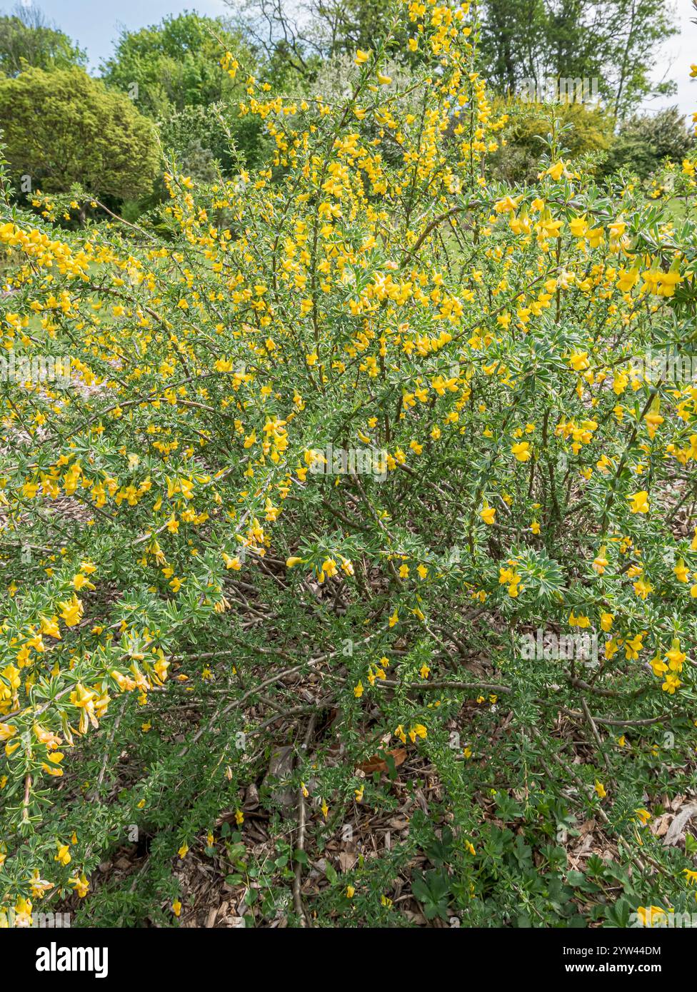 Pygmy Peashrub (Caragana aurantiaca) in bloom Stock Photo - Alamy