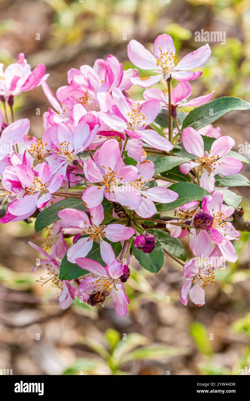 Purple Leaf Crabapple (Malus x purpurea) 'Eleyi', flowers Stock Photo ...