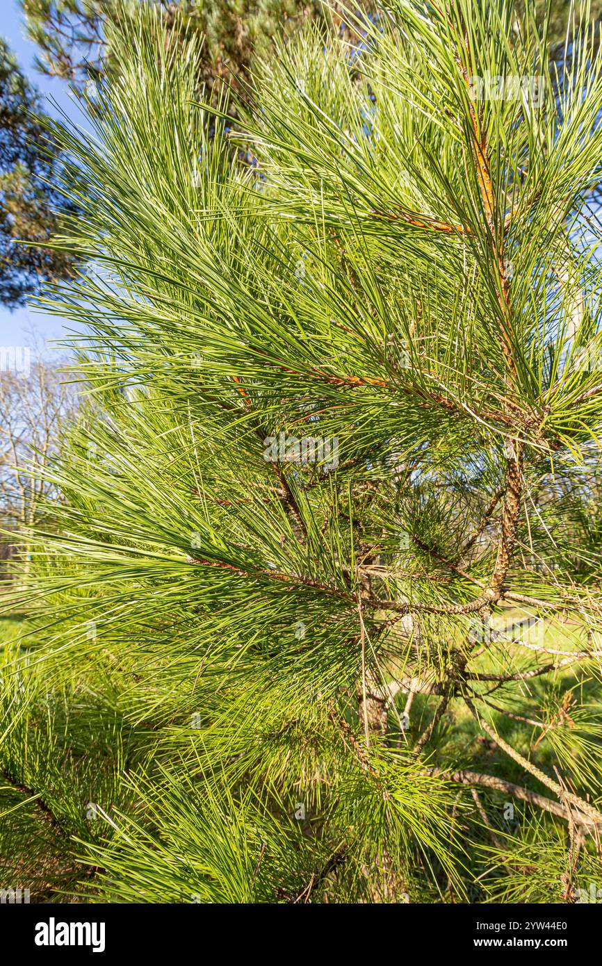 Corsican pine (Pinus nigra subsp maritima Stock Photo - Alamy