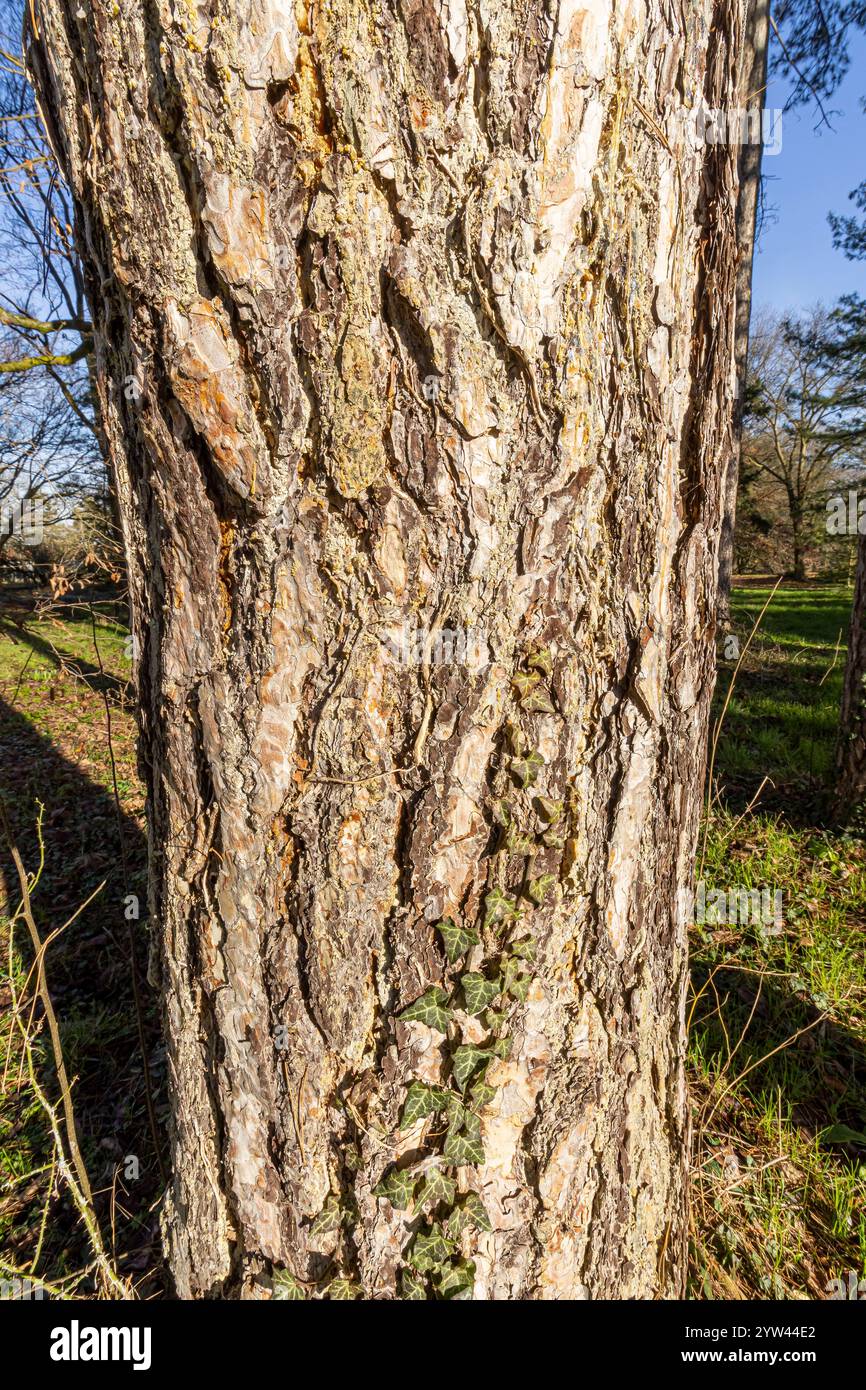 Corsican pine (Pinus nigra subsp maritima), trunk Stock Photo - Alamy