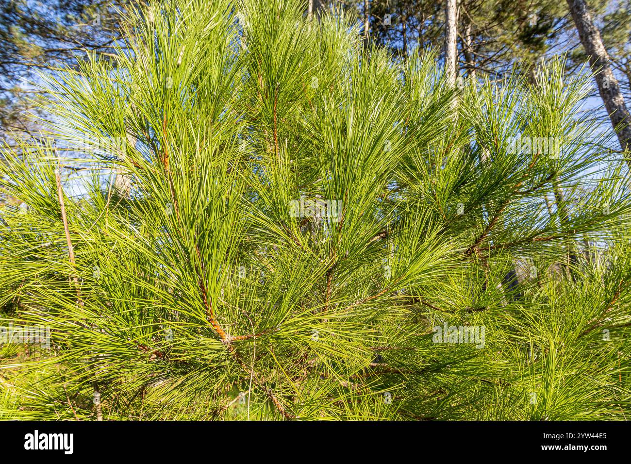 Corsican pine (Pinus nigra subsp maritima Stock Photo - Alamy