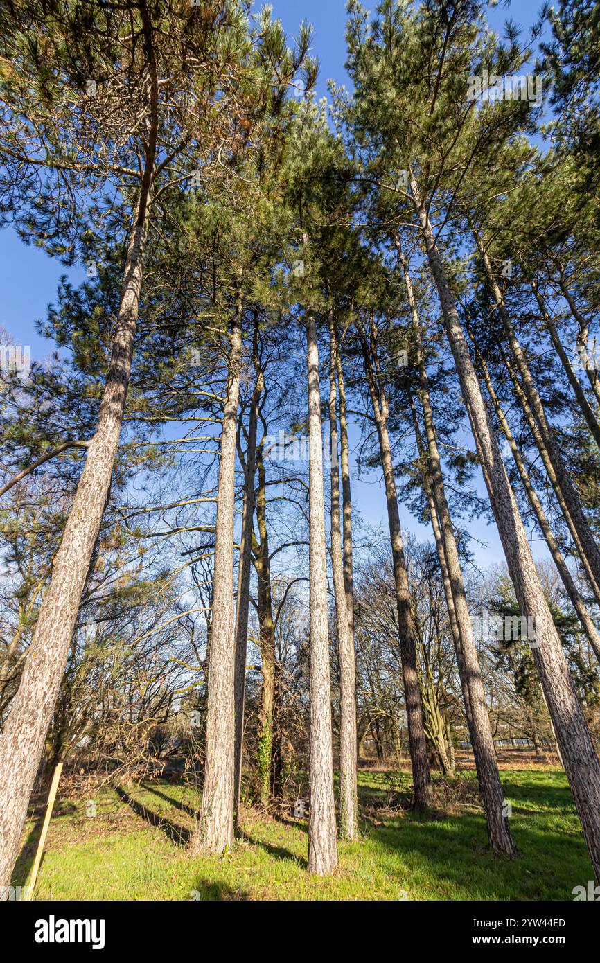 Corsican pine (Pinus nigra subsp maritima Stock Photo - Alamy
