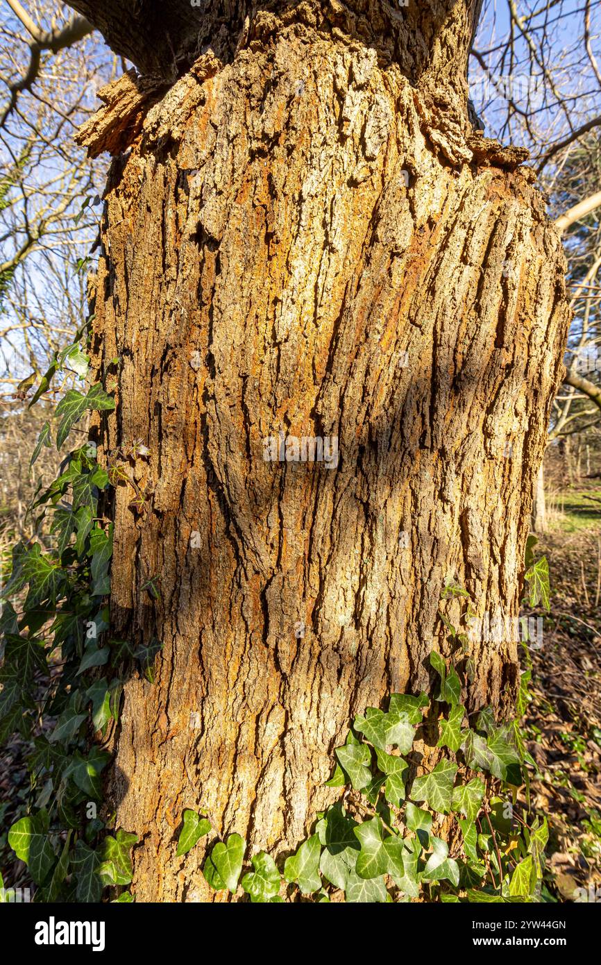Mulberry tree (Morus alba), trunk Stock Photo - Alamy