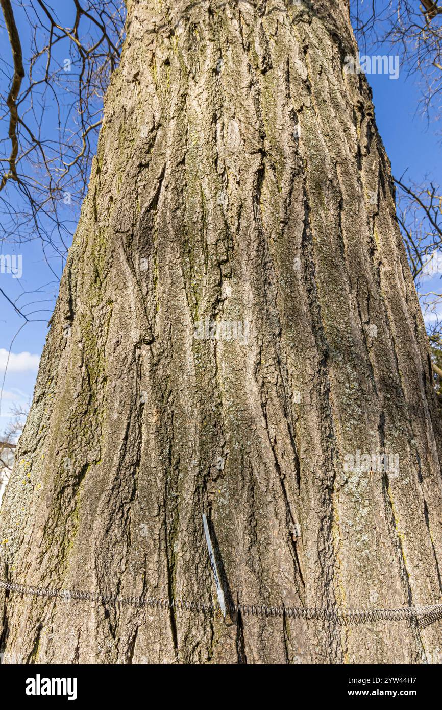 Japanese pagoda tree (Styphnolobium japonicum), trunk Stock Photo - Alamy