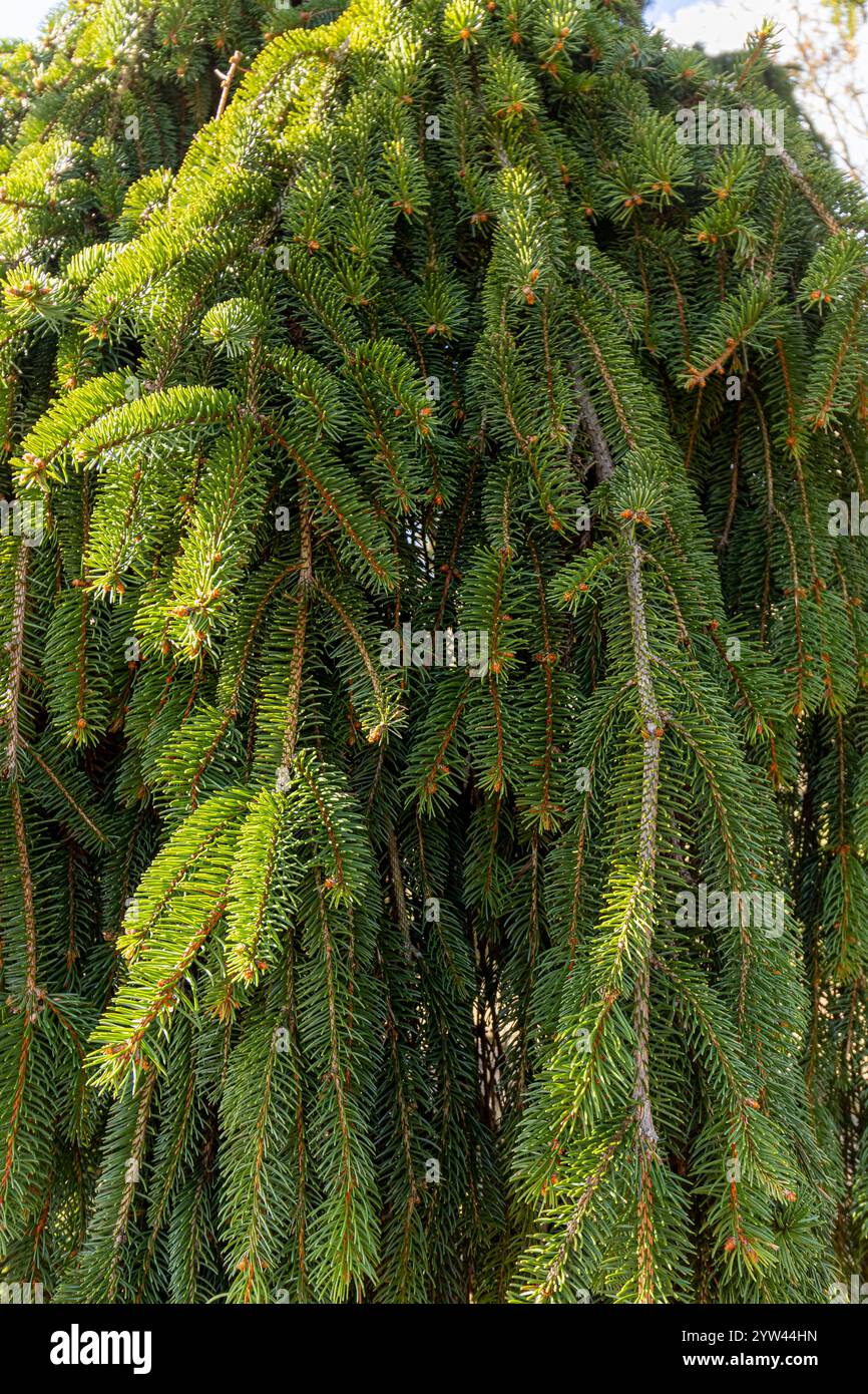 Weeping spruce (Picea abies) 'Inversa', foliage Stock Photo - Alamy