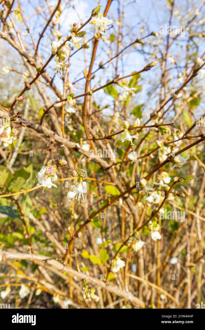 henry's Honeysuckle (Lonicera x purpusii) 'Winter Beauty', in bloom ...