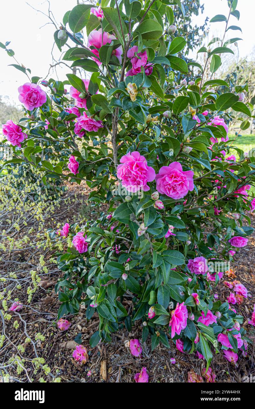 Japanese Camellia (Camellia japonica) 'Debbie' NZL 1966, in bloom Stock ...