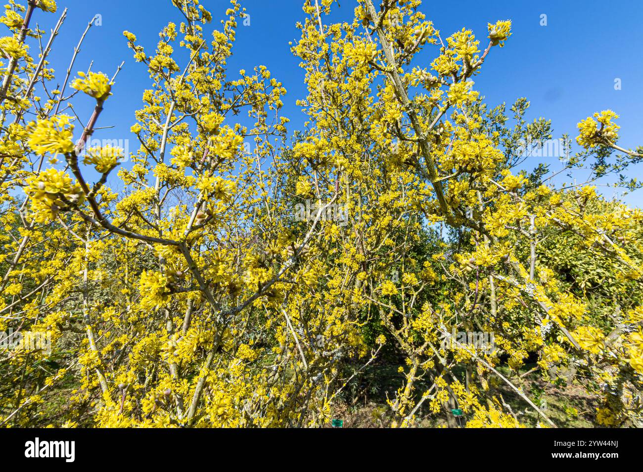 Cornelian Cherry (Cornus mas) 'Variegata', in bloom Stock Photo - Alamy
