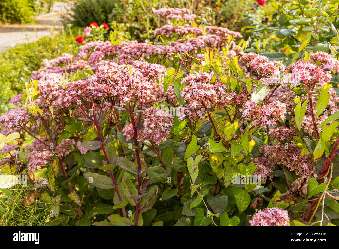 Sedum 'Matrona' in bloom Stock Photo - Alamy