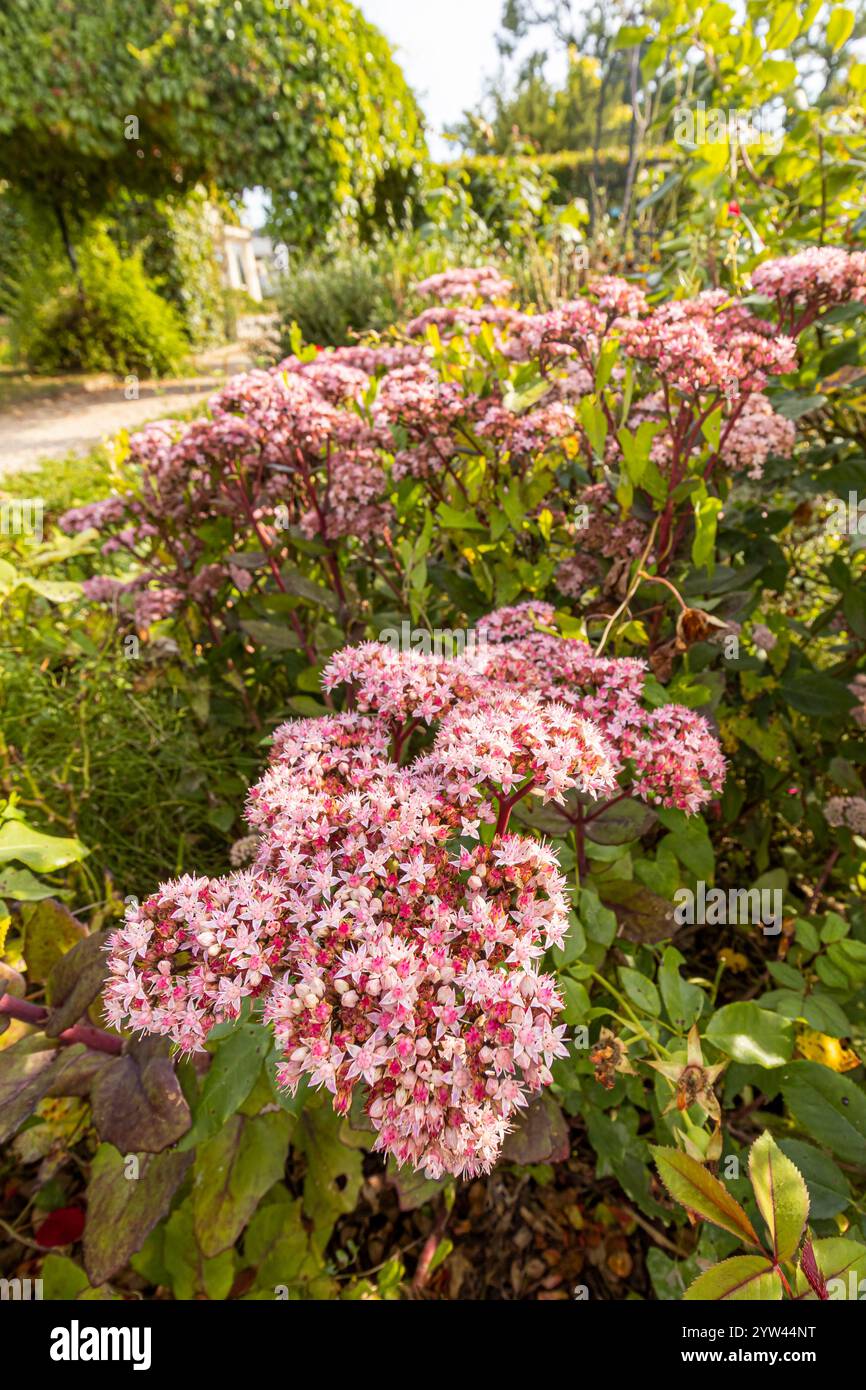 Sedum 'Matrona' in bloom Stock Photo - Alamy