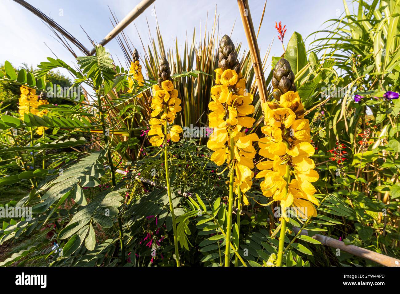 Popcorn Cassia (Senna didymobotrya) in bloom Stock Photo - Alamy
