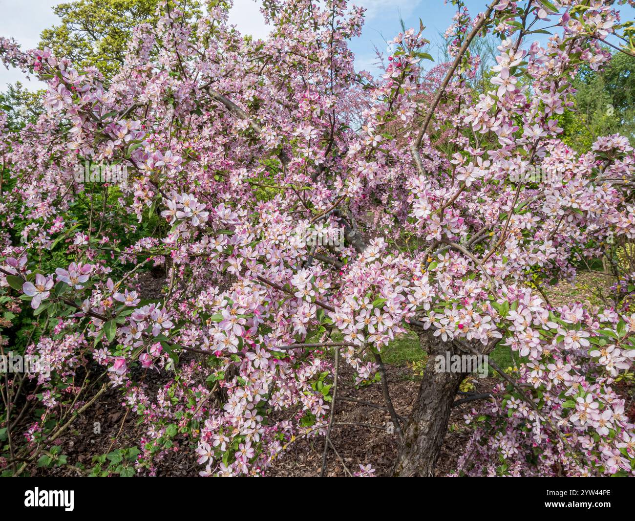 Purple Leaf Crabapple (Malus x purpurea) 'Eleyi' in bloom Stock Photo ...
