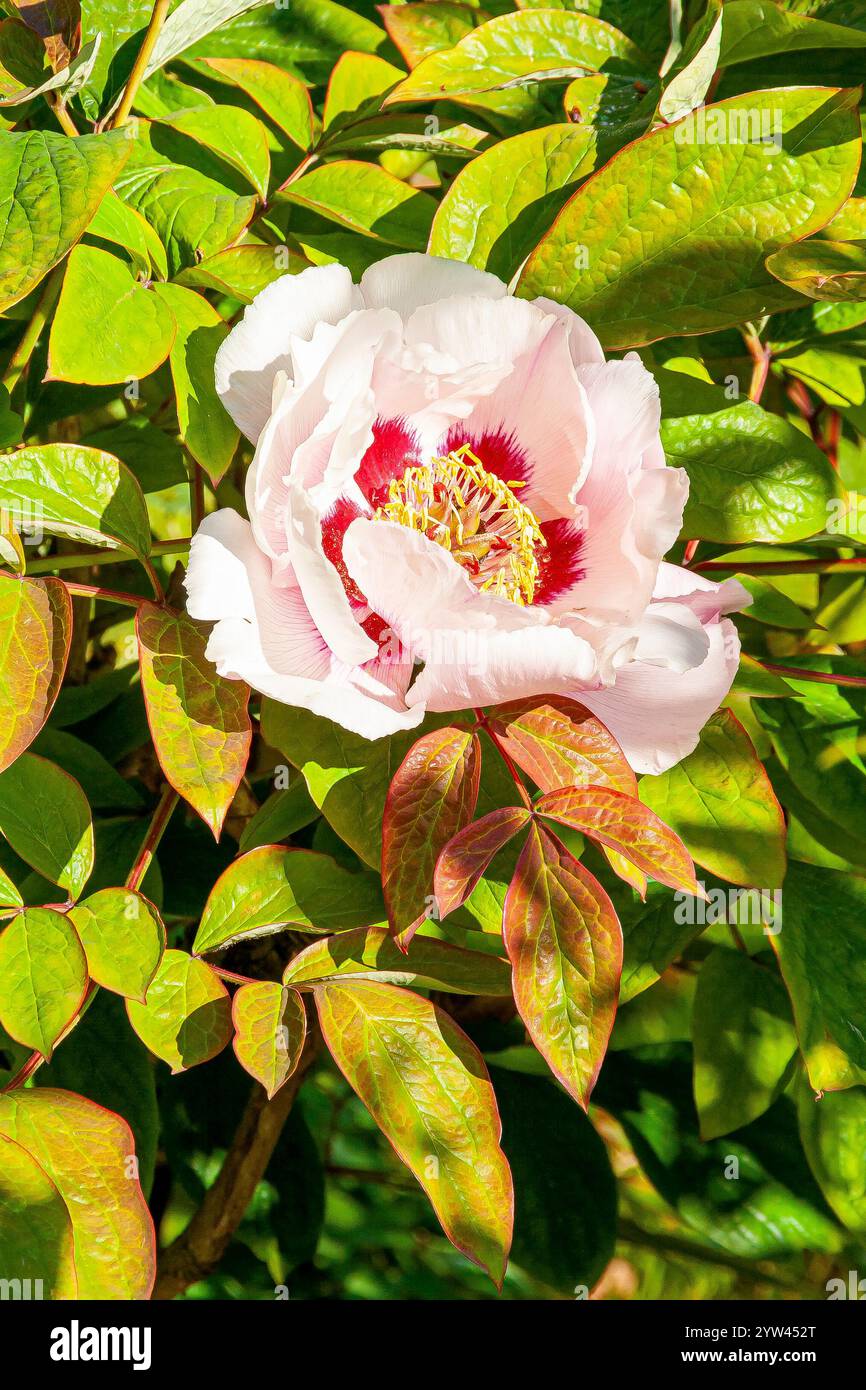 Chinese tree peony (Paeonia qiui), flower Stock Photo - Alamy