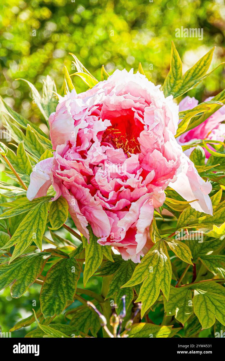 Japanese tree peony (Paeonia suffruticosa) 'Shin-touen', flowers Stock ...