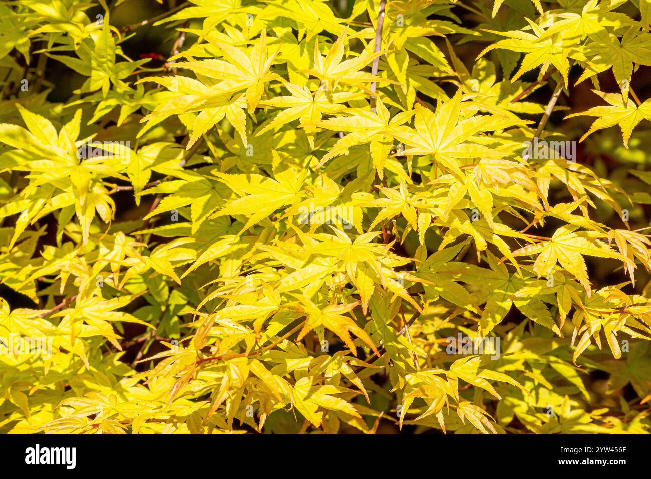 Japanese Maple (Acer palmatum) 'Shin Deshojo' Stock Photo - Alamy