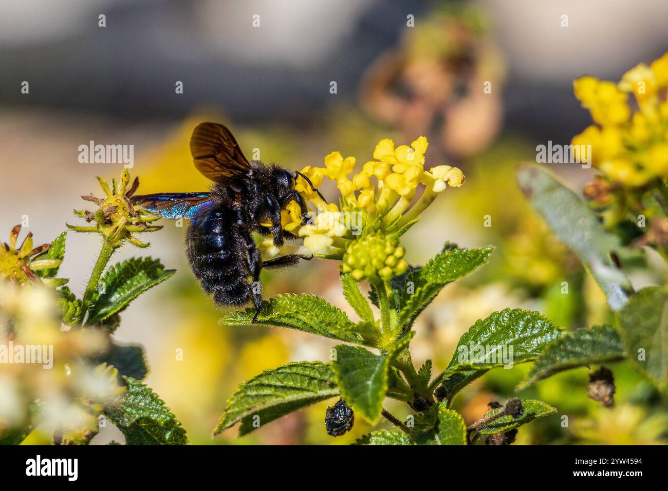 Xylocopa violacea Violet Carpenter Bee Stock Photo - Alamy