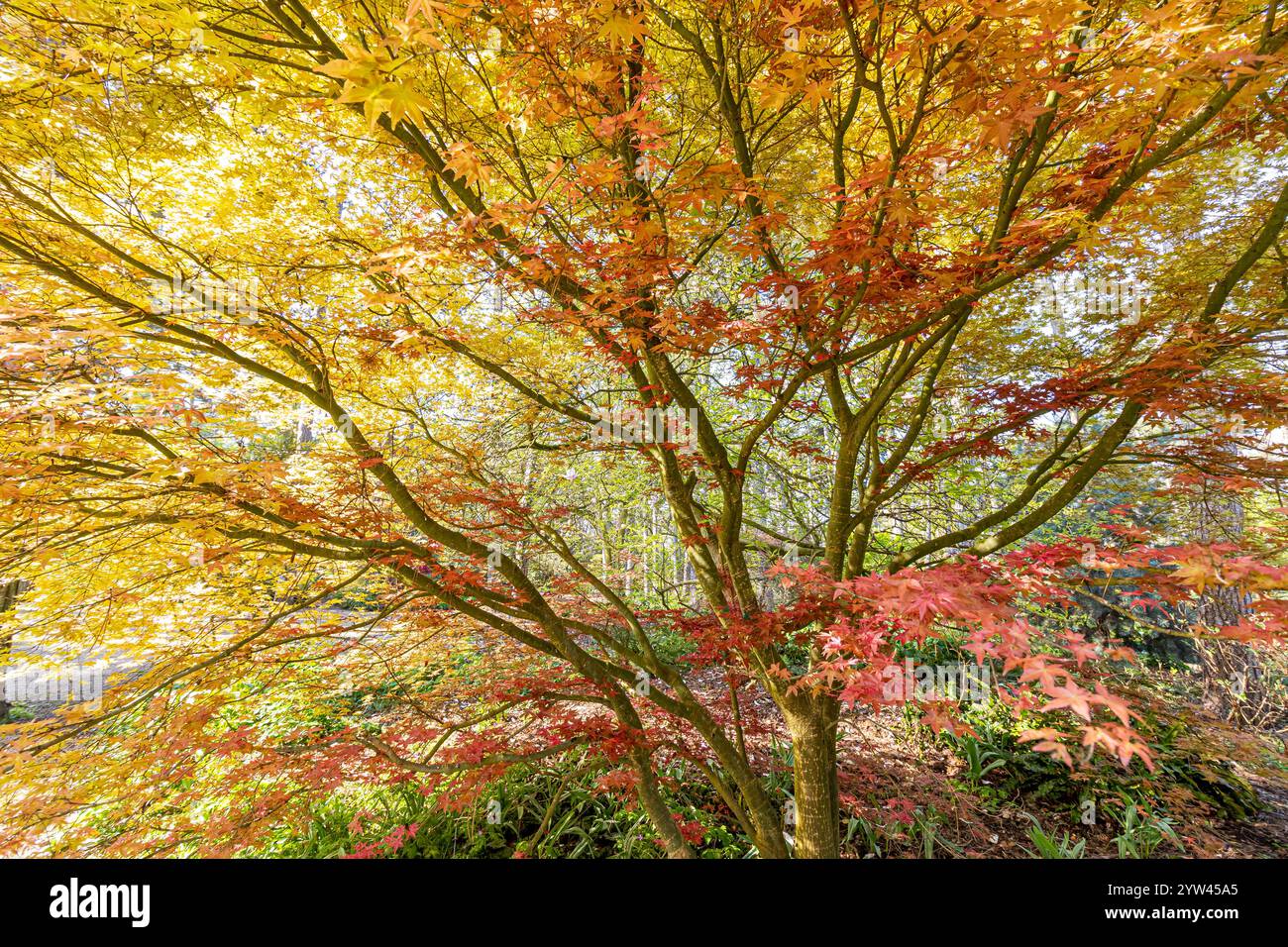 Japanese Maple (Acer palmatum) 'Shin Deshojo' Stock Photo - Alamy