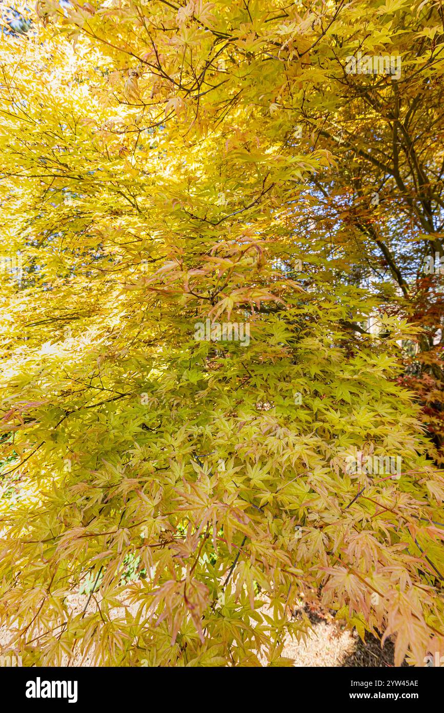 Japanese Maple (Acer palmatum) 'Shin Deshojo' Stock Photo - Alamy