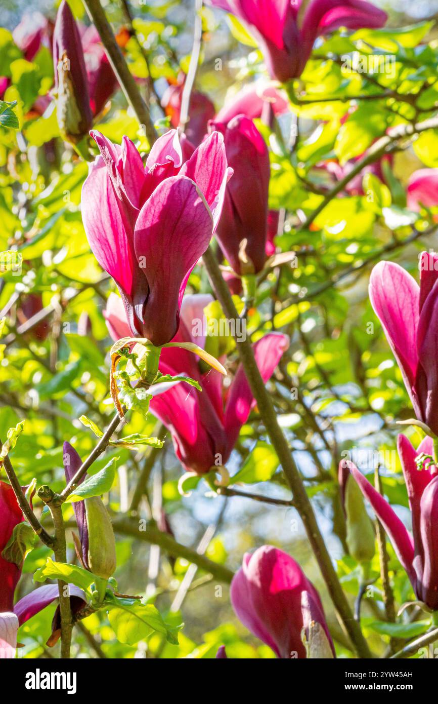 Lily Magnolia (Magnolia liliiflora) 'Nigra', flowers Stock Photo - Alamy