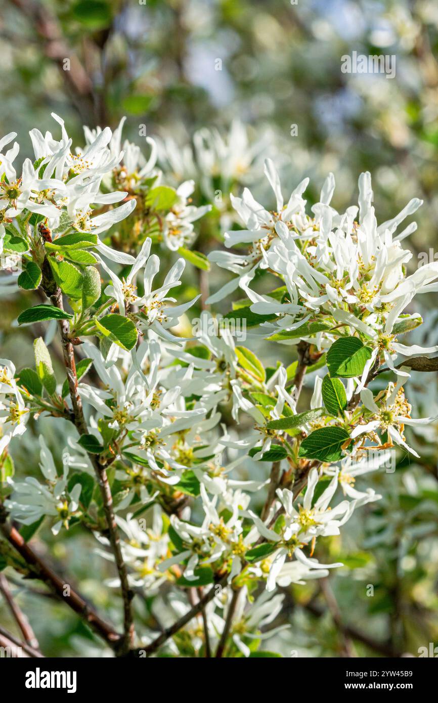 Snowy Mespilus (Amelanchier ovalis), flowers Stock Photo - Alamy