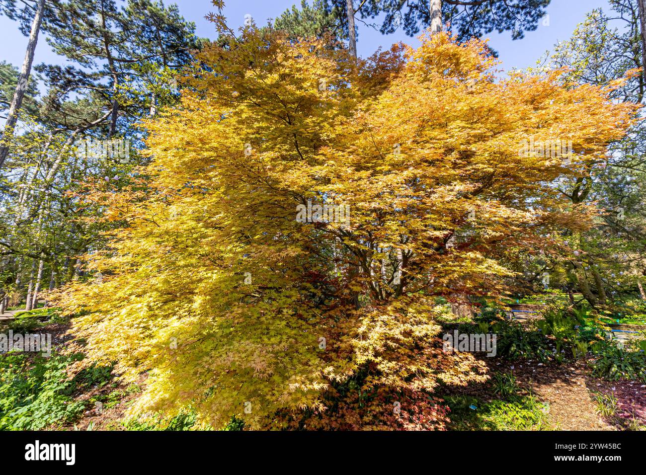 Japanese Maple (Acer palmatum) 'Shin Deshojo' Stock Photo - Alamy