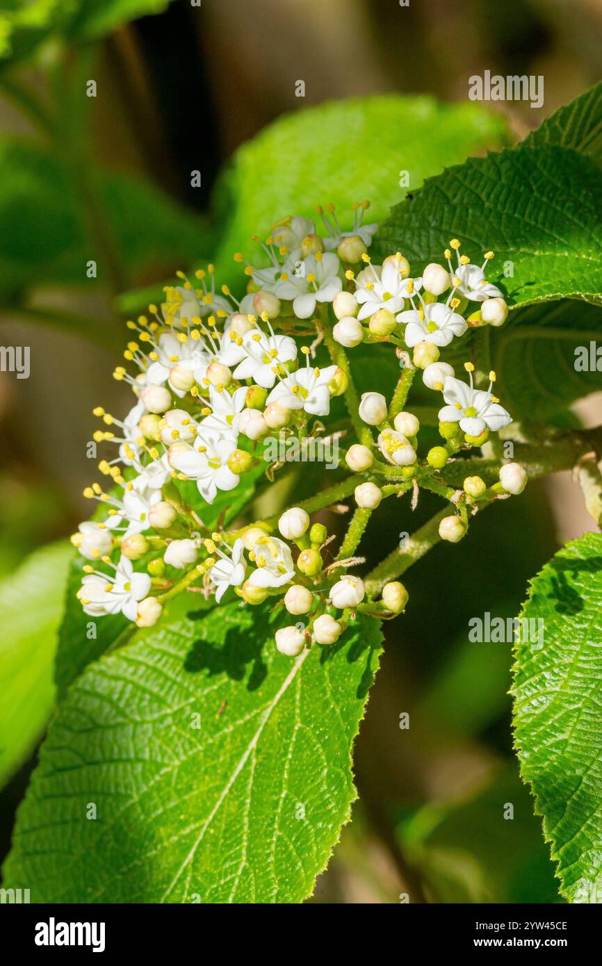 Wayfaring Tree (Viburnum lantana), flowers Stock Photo - Alamy